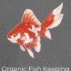 Organic fish keeping; the organic fish natural health remedies and more